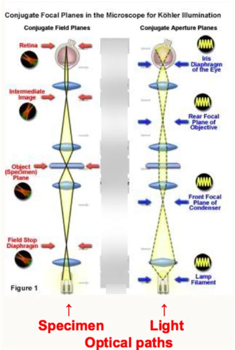 Diagram Of Köhler Illumination On The Right Quizlet