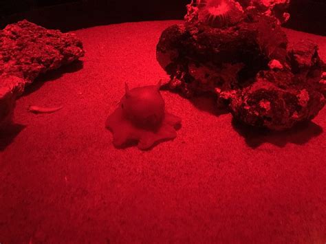 Flapjack Octopus Meet The Cutest Octopus In The Ocean
