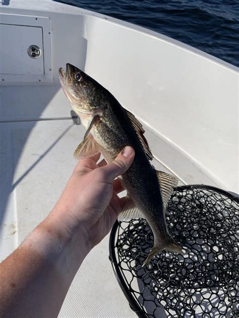 Walleye From This Summer Oneida Lake Ny Rfishingnewyork