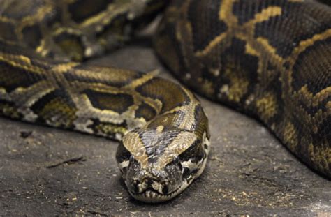 14 Foot Python Swallowed A Massive Lizard Before Getting Captured