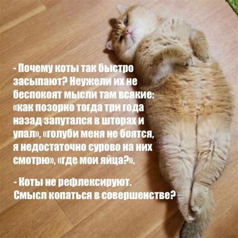 Пин от пользователя Darina на доске Уютный дом Кошачьи цитаты Смешные фотографии кошек