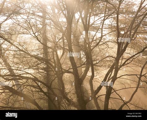 Sunlight Coming Through Trees Stock Photo Alamy