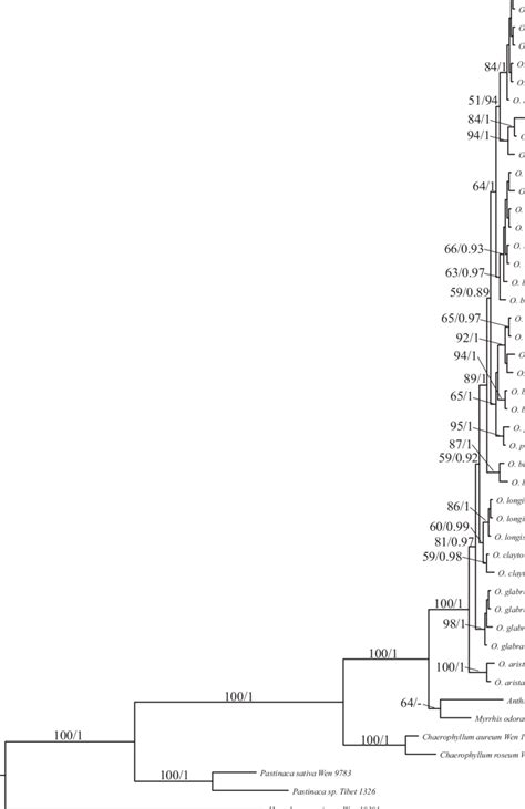 phylogram obtained from bayesian inference using the combined its and