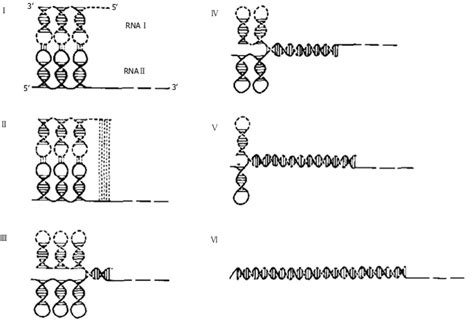 Model Of Two Step Interaction Between Antisense Rna Ⅰ And Sense Rna Download Scientific Diagram