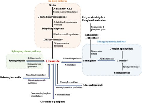 Effects Of Sphingolipid Metabolism Disorders On Endothelial Cells Pmc