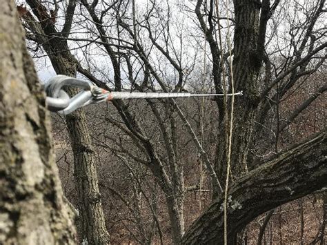 tree cabling a new leaf tree service