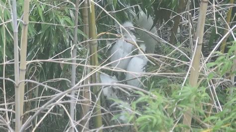 울산 태화강서 황로 부화해 둥지 떠나는 과정 영상 기록 연합뉴스