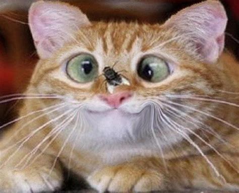 Katzen Memes Bilder 90 Besten Profilbilder