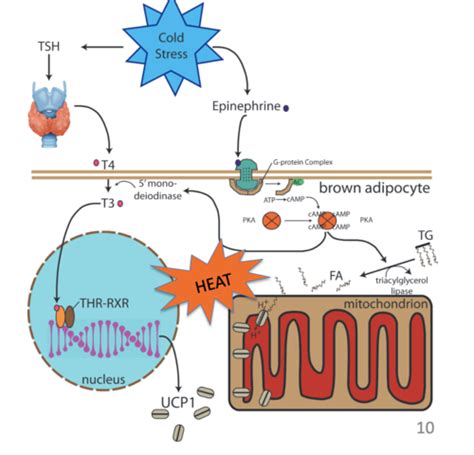 Lec 30 Flashcards Quizlet