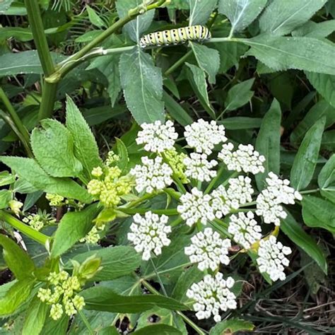 Parsnip Plant