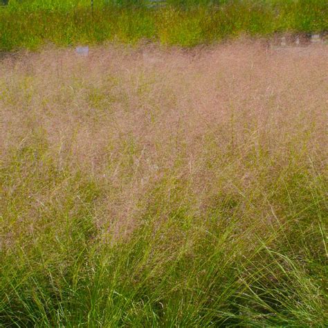 Muhlenbergia Reverchonii Undaunted™ Ruby Muhly From Sandys Plants