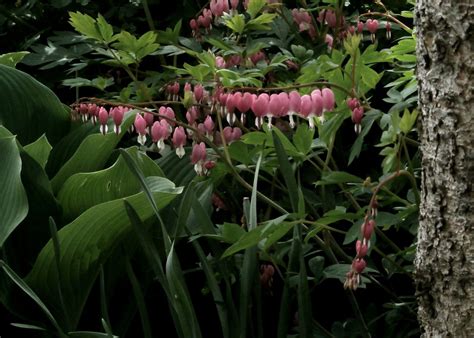 11 Shade Loving Perennials 🌿 For A Luscious Low Light Landscape