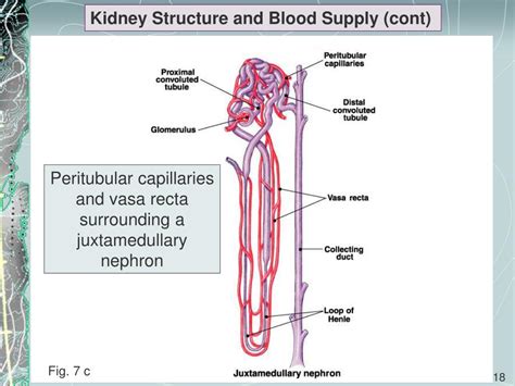 Ppt Bio 169 The Urinary System Chapter 26 Powerpoint Presentation