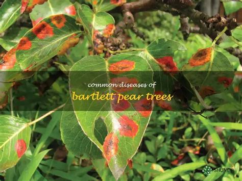 Common Diseases Of Bartlett Pear Trees Shuncy
