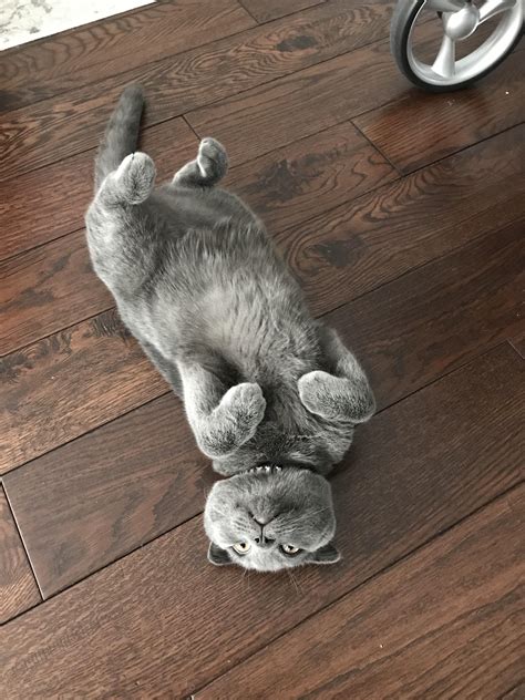 Hi R Curledfeetsies