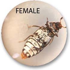 Buy Dermestid Beetle Kits Skull Taxidermy