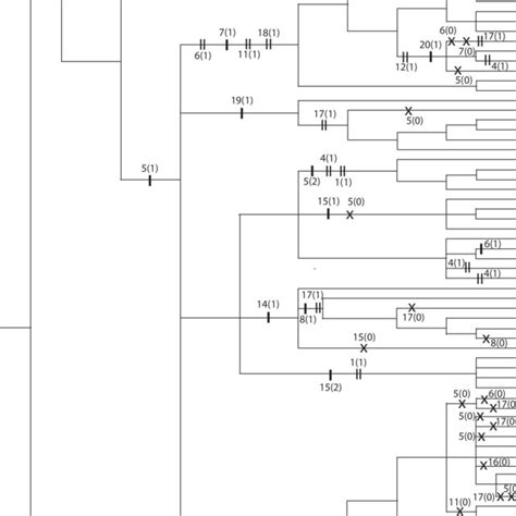 Morphological Characters Mapped Onto Strict Consensus Tree Of 60
