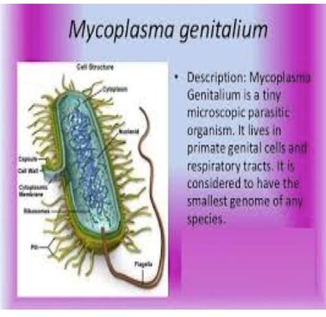 Mycoplasma Structure