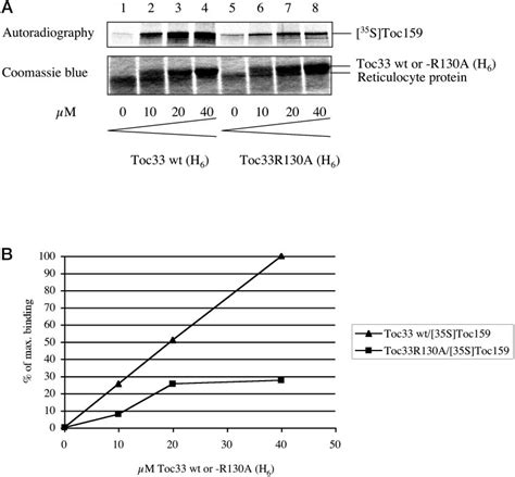 Binding Of [ 35 S]toc159 To Toc33 Wt And Toc33 R130a A Increasing