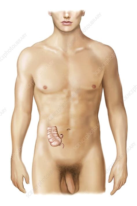 External Projection Of Vermiform Appendix Stock Image C Science Photo Library