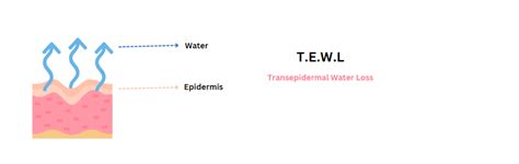 Understanding The Tewl What Is Transepidermal Water Loss By Active
