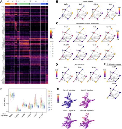 Figures And Data In Runx1 Marks A Luminal Castration Resistant Lineage