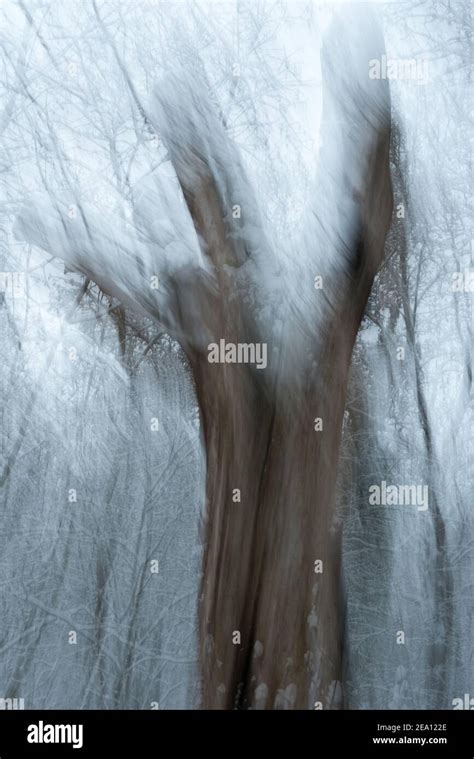 Mysterious Shape Of A Tree That Looks Like A Hand Stock Photo Alamy