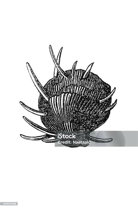 Plagiostoma Is A Genus Of Fossil Saltwater Clams Marine Bivalve