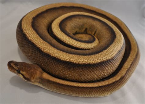 My Genetic Stripe Ball Python Reaper Looks Like A Cinnamon Bun X