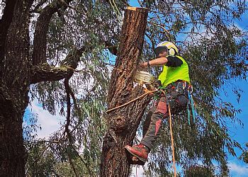 Best Tree Services In Melbourne VIC Expert Recommendations