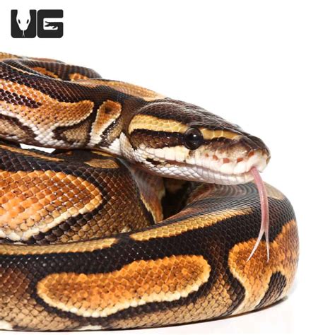 2018 Lavender Albino Spider Ball Python For Sale Underground Reptiles