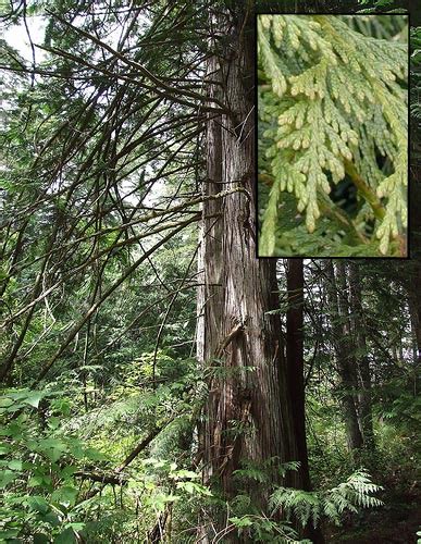 Western Red Cedar Thuja Plicata Tryon Life Community Farm