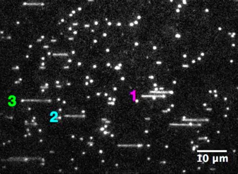 A New Video Shows You Exactly What It Looks Like When DNA Replicates
