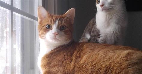 My Cats Taco And Tofu Imgur