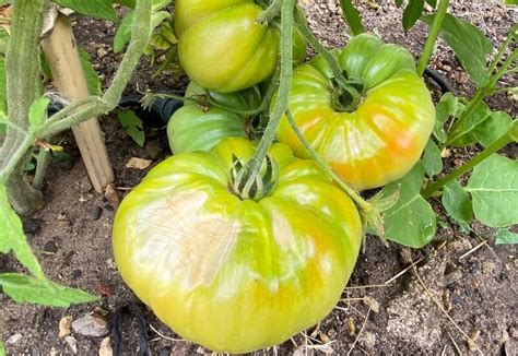 Tomato Diseases Pests And Problems In Australia