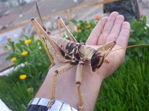 Giant Grasshopper Cavallette Insetti Animali