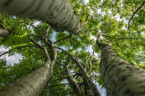 Page 16 Tree Alignment Images Free Download On Freepik