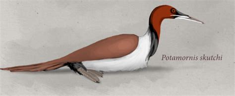 Potamornis Saurian Wikia Fandom