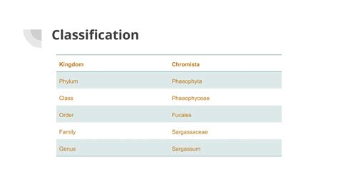 Sargassum Morphology Life Cycle And Significance Pptx