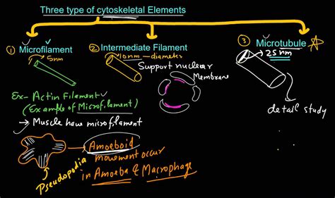 Cytoskeleton Definition Types Structure And Functions