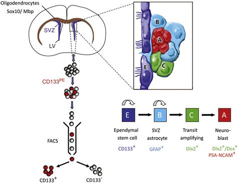Single Cell Transcriptome Analyses Reveal Signals To Activate Dormant Neural Stem Cells Cell