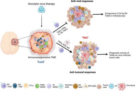 Frontiers Immunosuppressive Cells In Oncolytic Virotherapy For Glioma Challenges And Solutions