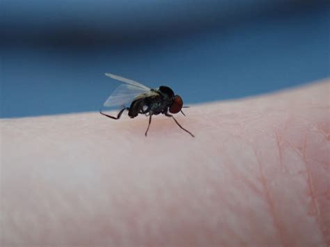 Black Fly Yard And Garden