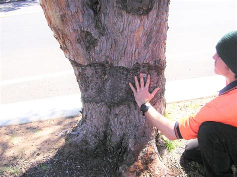 Tree Care Products The Arborist Network