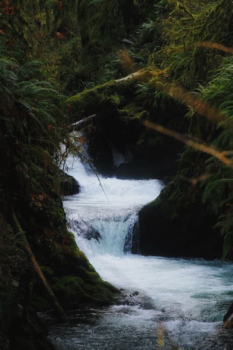 Cynthia And Tex Pnw Hiking And Outdoor Adventures — Quinault Loop Trail