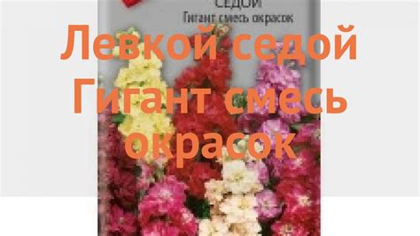 Левкой гигантский Седой Гигант смесь окрасок 🌿 обзор: как сажать ...