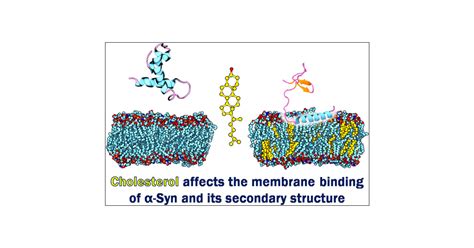 Influence Of Cholesterol On The Membrane Binding And Conformation Of α