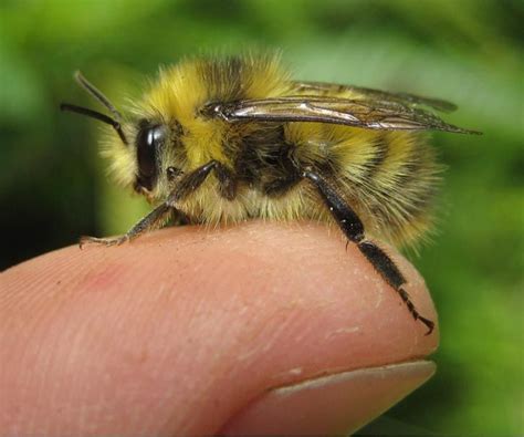 Theyre Not All Honey Bees Bee Mentor Beekeeping Native Bees