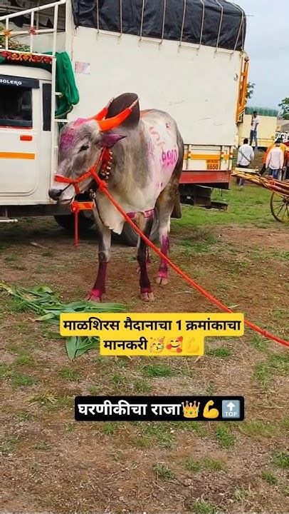 माळशिरस मैदानाचा 1 क्रमांकाचा मानकरी🥳🥰💪 Sharyat Shetkari Bailgadasharyt Shorts Youtube