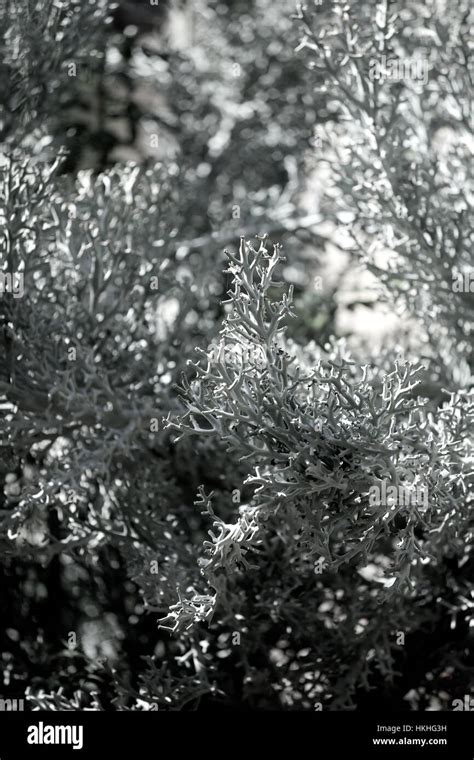 Naked Tree Branches Bare Tree Nature Growth Botany Stock Photo Alamy